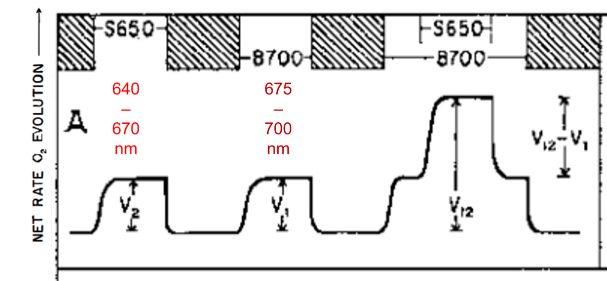 Spectral effects on photosynthesis | Horticultural Physiology